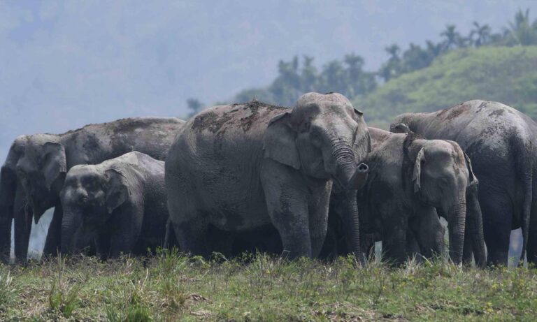 Movement of elephants triggers panic among farmers in Maharashtra ...
