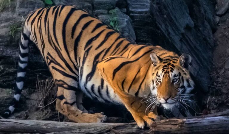 Forest officials on alert after Royal Bengal tiger spotted in HP forest
